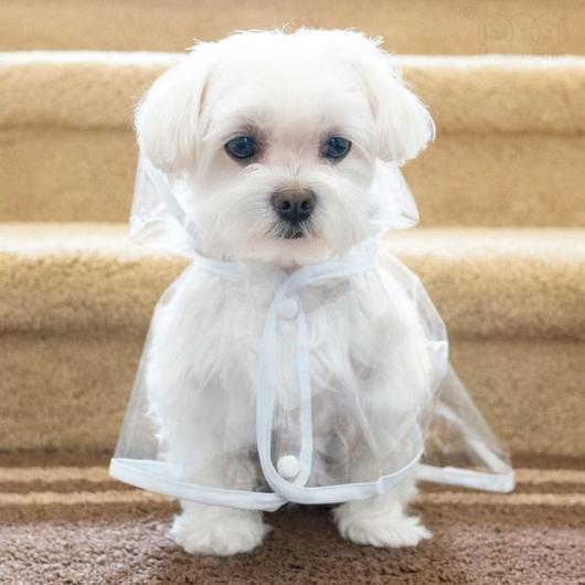 Waterproof Dog Rain Coat – Go Bazaaro