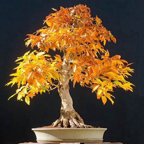 20 Seeds - Japanese Bonsai Maple Tree Seeds – Go Bazaaro